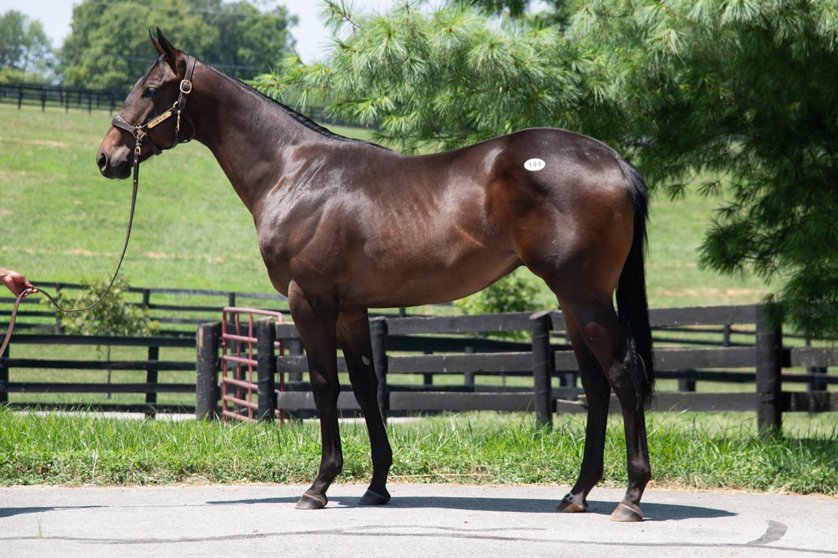 Auction Focus: Hip 141, By Charlatan, From Taylor Made Sales Agency At Fasig-Tipton Saratoga Sale