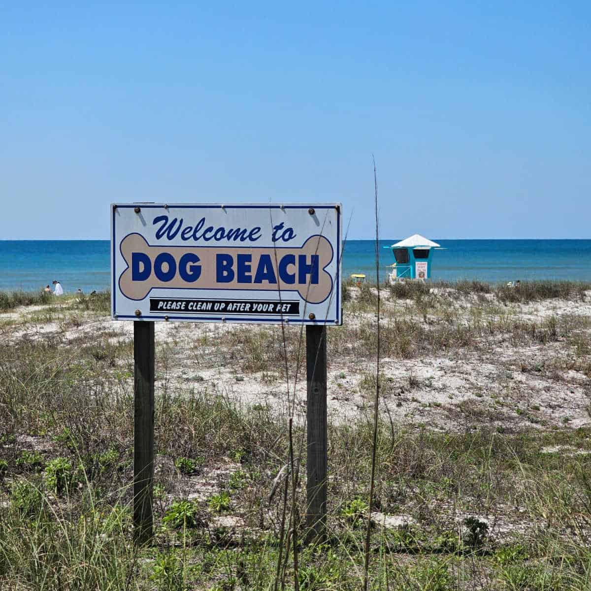 Dog Beach at Pier Park Panama City Beach: Where your pup can play in ...