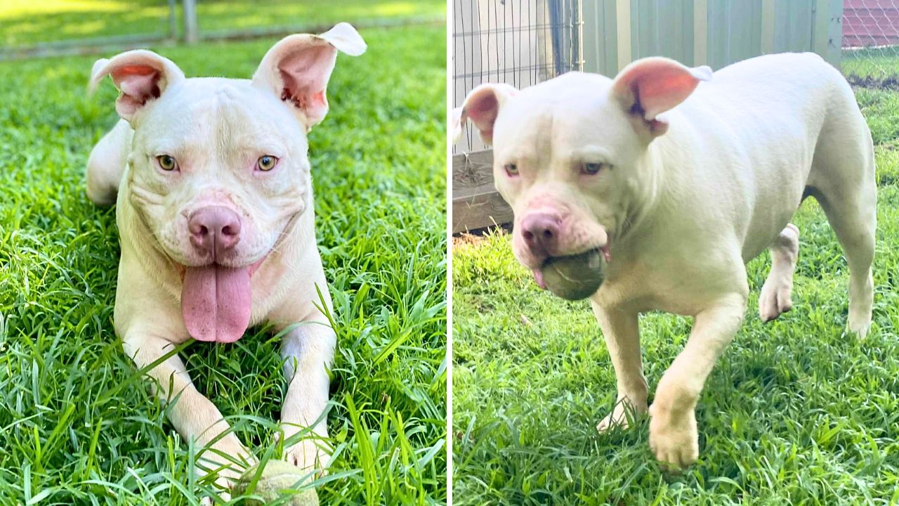 Once a Stray Now This Sweet 1-Year-Old Dog is Waiting for Someone to ...