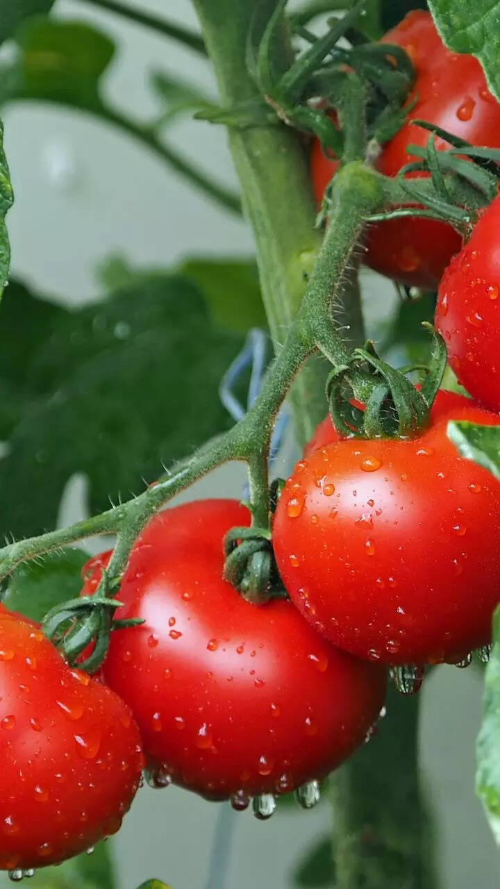 10 veggies that can grow in containers in balcony