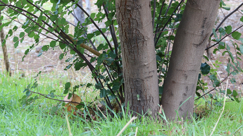 What It Means For A Tree's Health If It's Growing Multiple Trunks