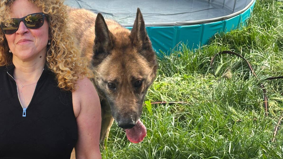 Walliser Behörden beschlagnahmen Hund – Halterin klagt: «Sie haben mir ...