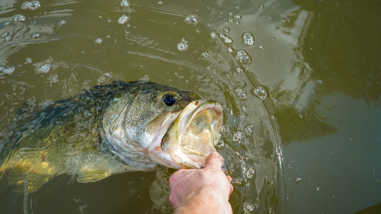 Bass Fishing Hacks You’ll Wish You Knew Sooner