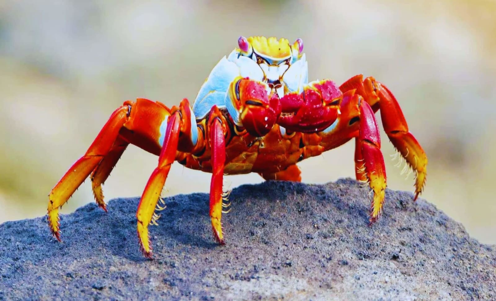 Alarming New Study Triggers Urgent Call to Ban Boiling Crabs and ...