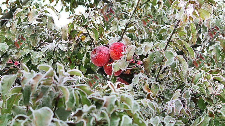 Fruit Trees You Didn't Know You Could Grow In Colder Climates ...