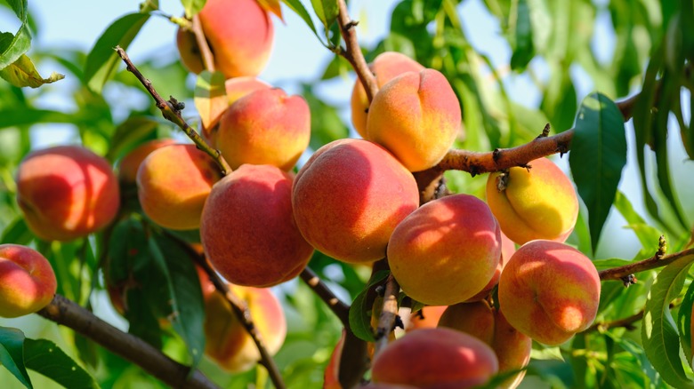 Fruit Trees You Didn't Know You Could Grow In Colder Climates ...