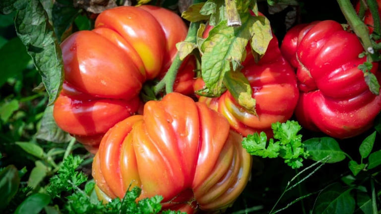 7 Pro Tips for Plump and Juicy Heirloom Tomatoes