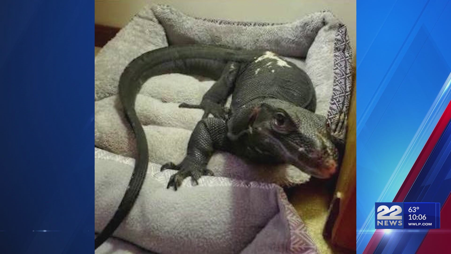 Goose the water monitor lizard safely captured