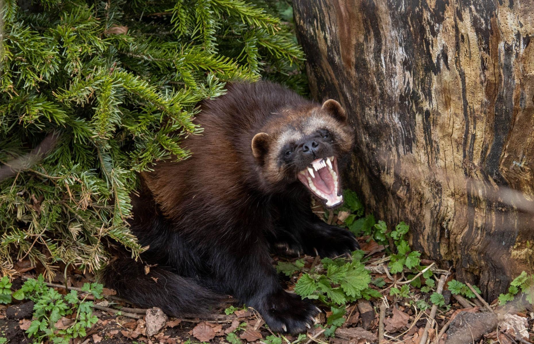 Revealed: the world's deadliest animals of all time