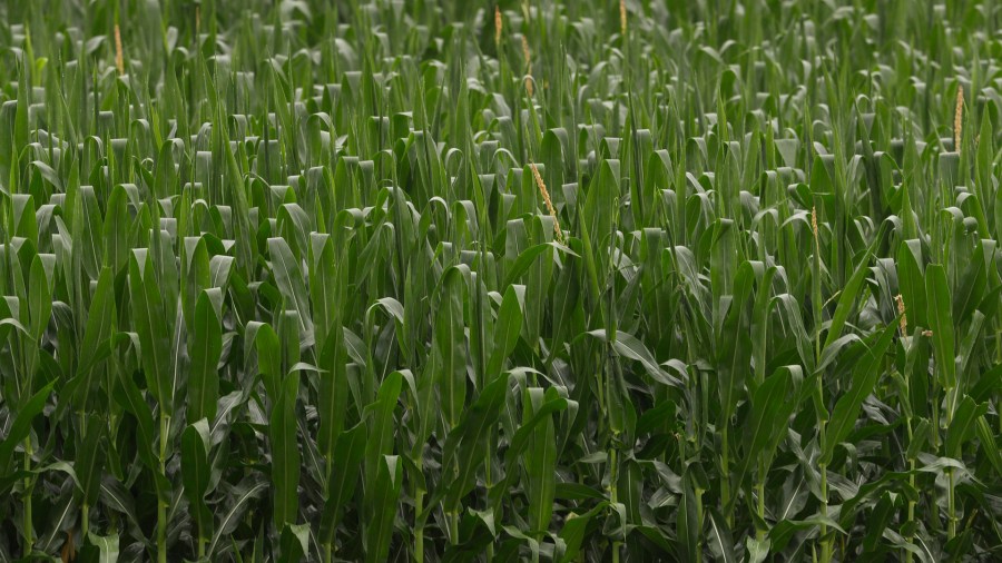 How does corn sweat affect humidity and heat index values?