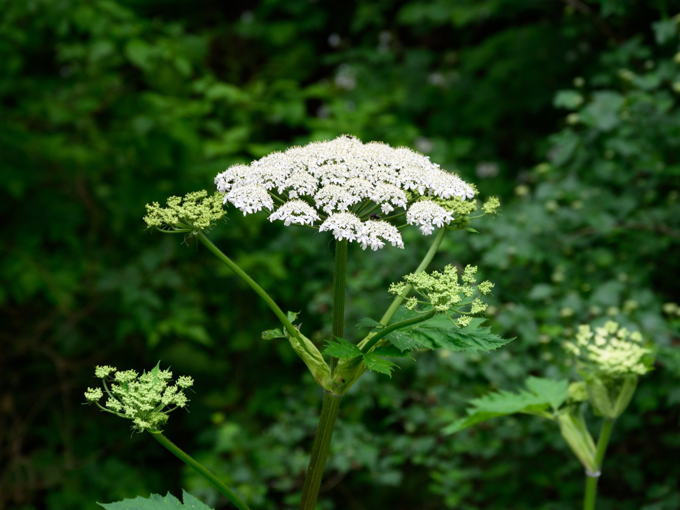 Posadziłeś w ogrodzie te rośliny? Możesz zapłacić nawet milion złotych kary