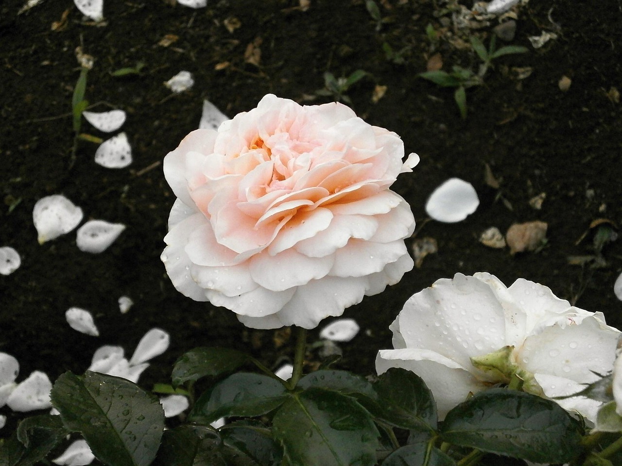 The Simple Trick to Keep Roses Blooming