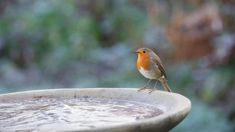 Where to place a bird bath in your yard for maximum activity
