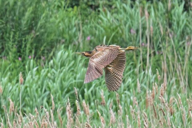 Rare bird spotted over skies of the region that sets hope for future ...