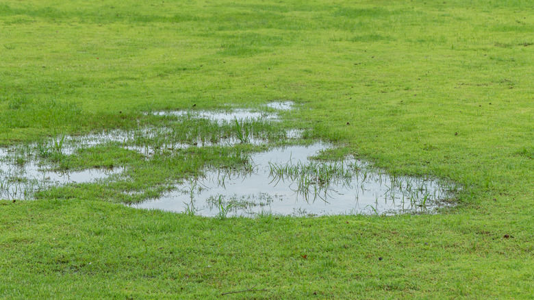 What Puddles In Your Yard Can Tell You About Your Lawn's Condition