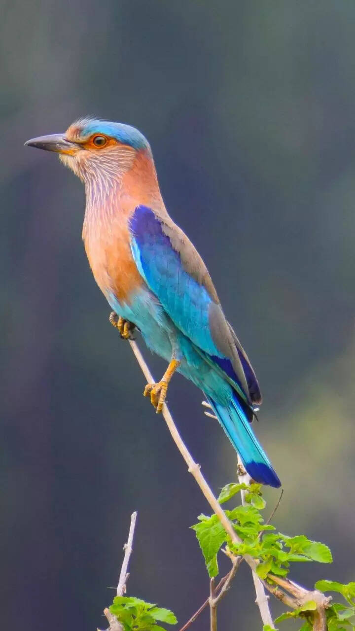 Top 10 colour-changing birds of India