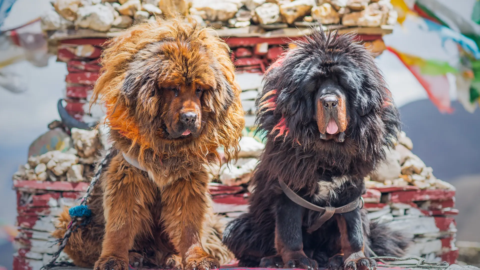 Las razas caninas originarias de China, de cazadores milenarios a ...