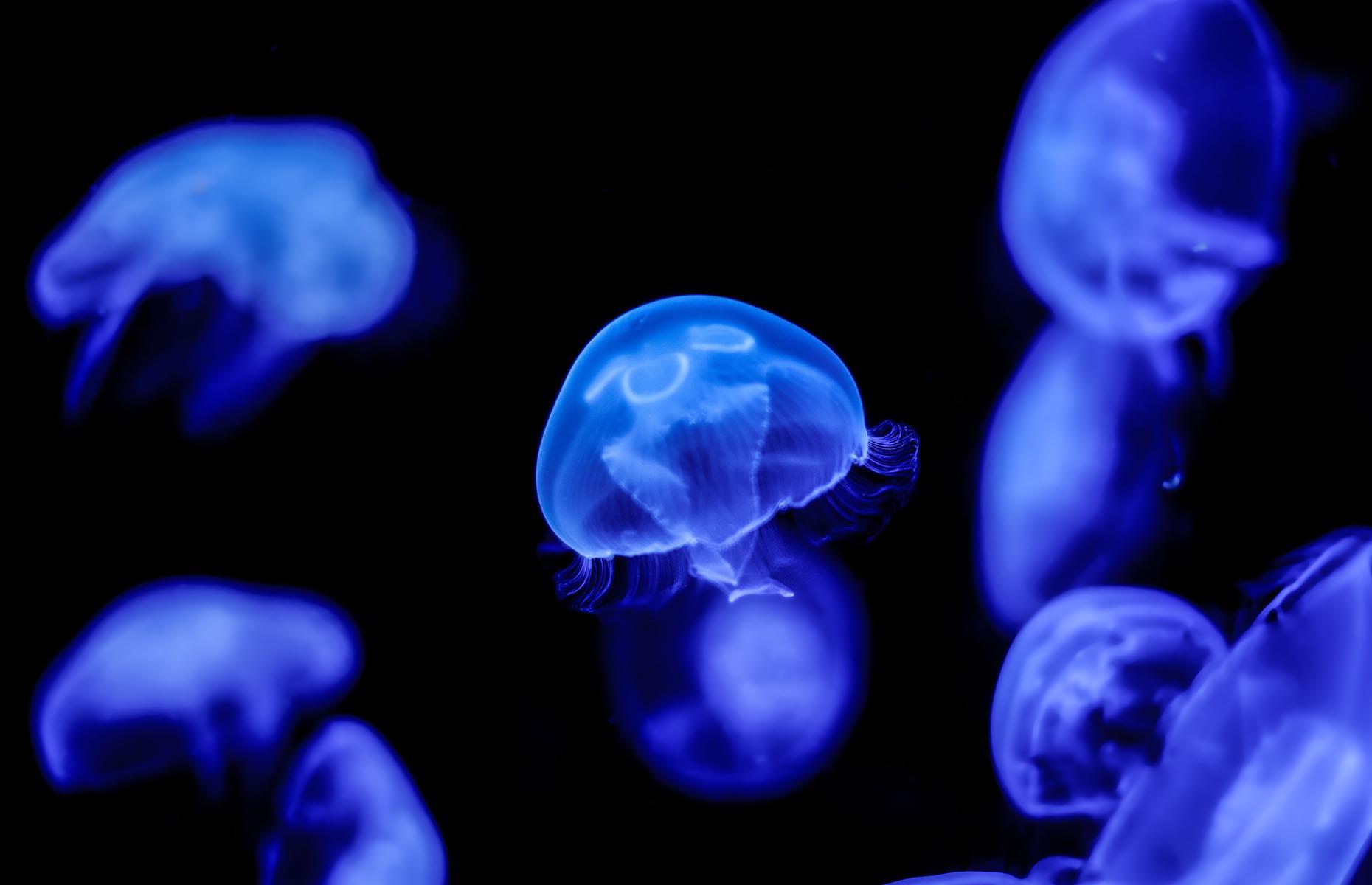 The ocean's mysterious twilight zone secrets, revealed