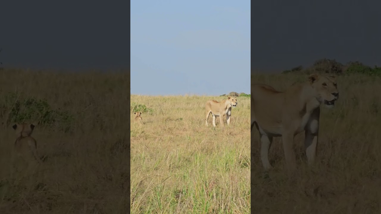 Rare Moment: Lioness and Cubs Seen on Safari Walk