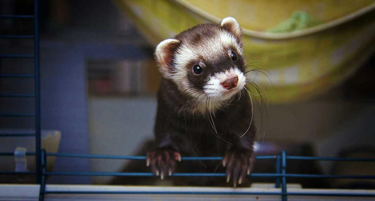 7 Health Conditions That Affect Pet Ferrets