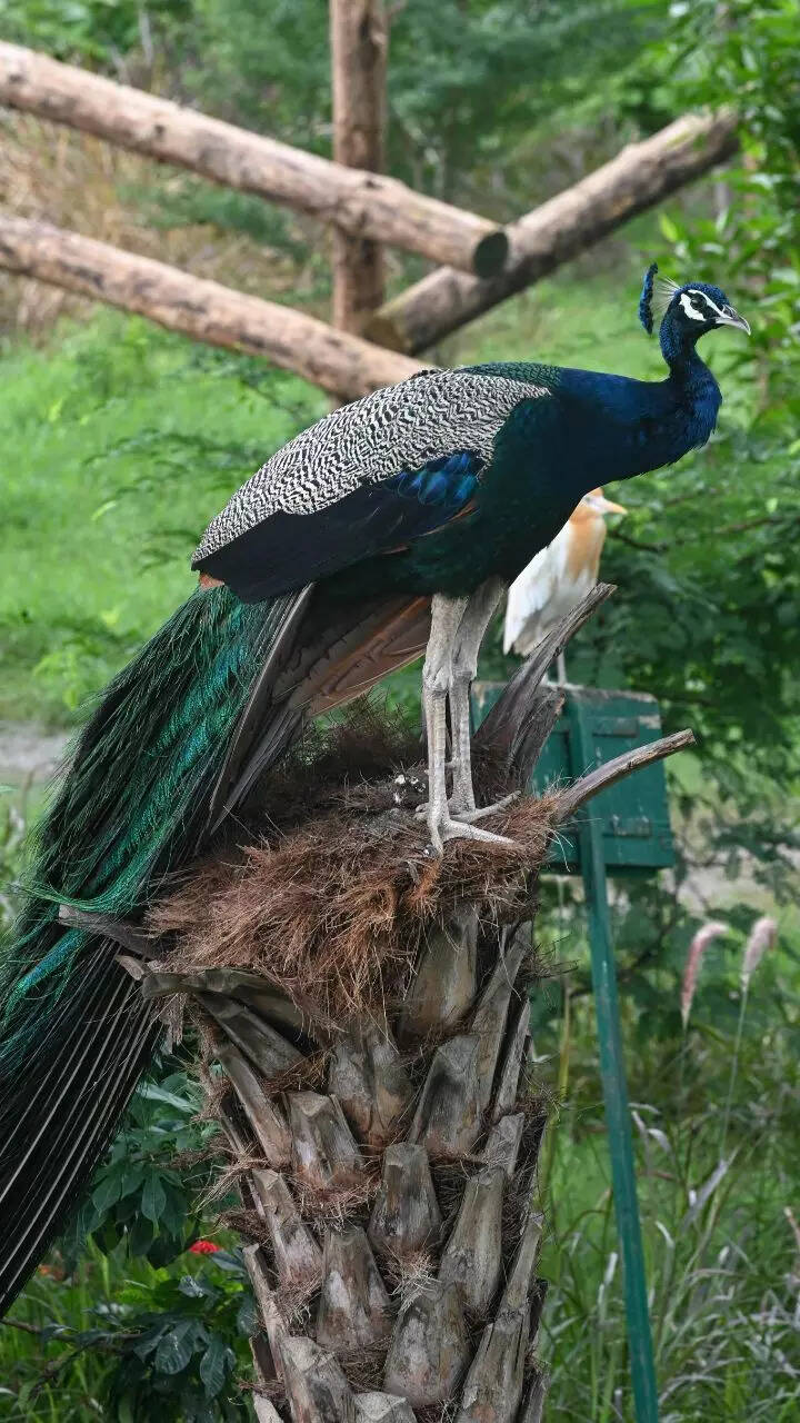 Top 10 colour-changing birds of India