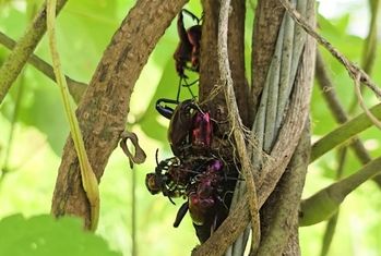 'We've never seen a similar species': Rising temperatures bring new ...