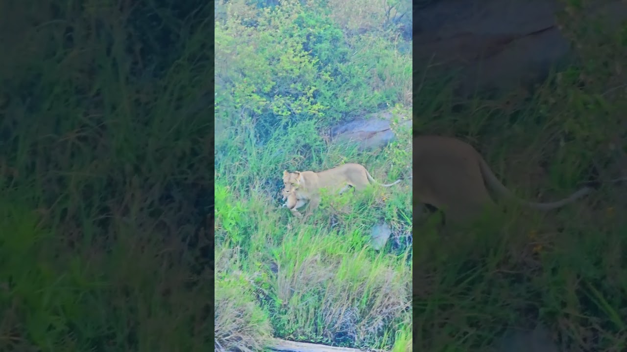 Lioness Carries Cub Across a Riverbank in the Wilderness