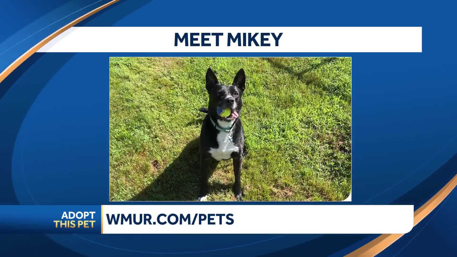 After a year in the shelter, brave dog Mikey is still waiting for a ...
