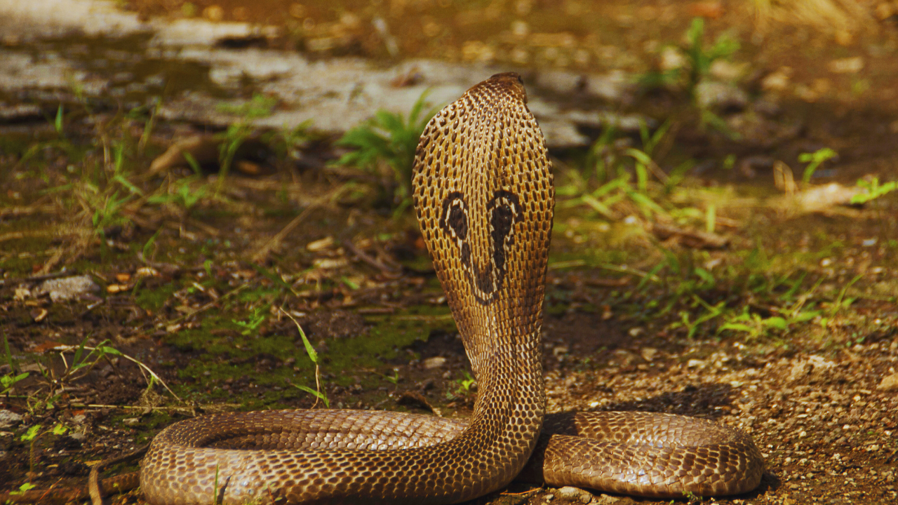 5 snake parks in India that are absolutely fang-tastic and what makes ...