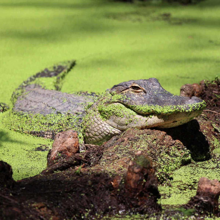 Alligator Alley Alabama