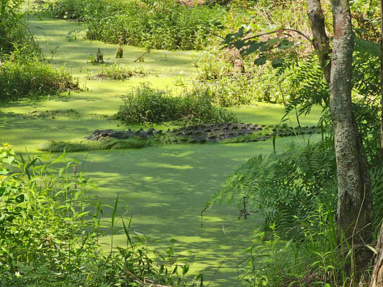 Alligator Alley Alabama