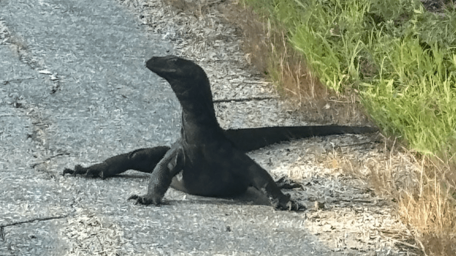 Goose the water monitor lizard safely captured after weeks of searching