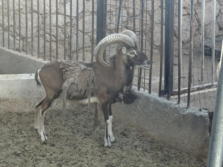 Zebra, camels, peacocks among 50+ neglected animals rescued in Rio ...