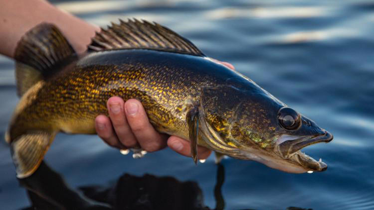 ‘We are the walleye capital of the world’: Bipartisan bill wants ...