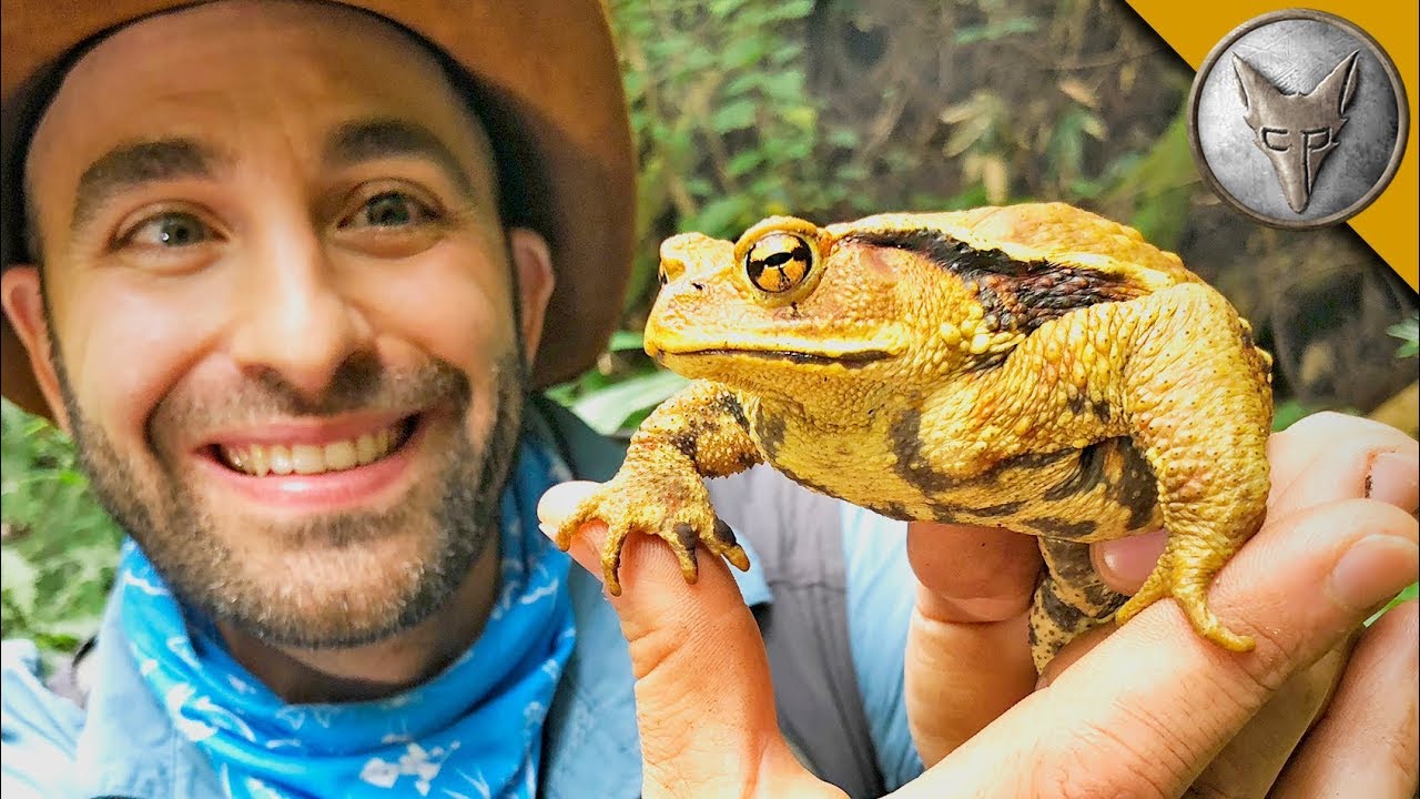 Giant Toad Discovery in Japan: A Rare Find