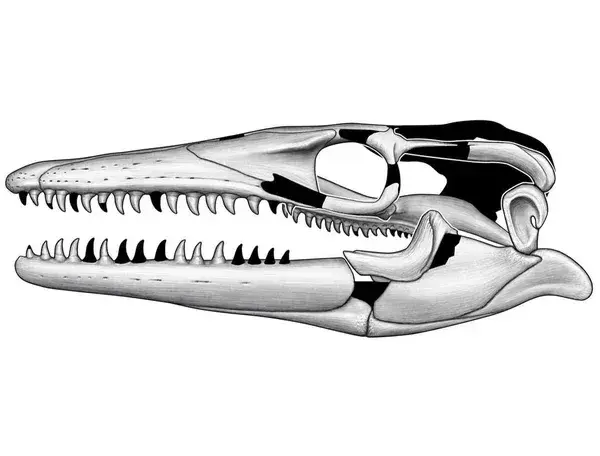 Meet Jormungander: The Ancient ‘Sea Dragon’ With Angry Eyebrows That ...
