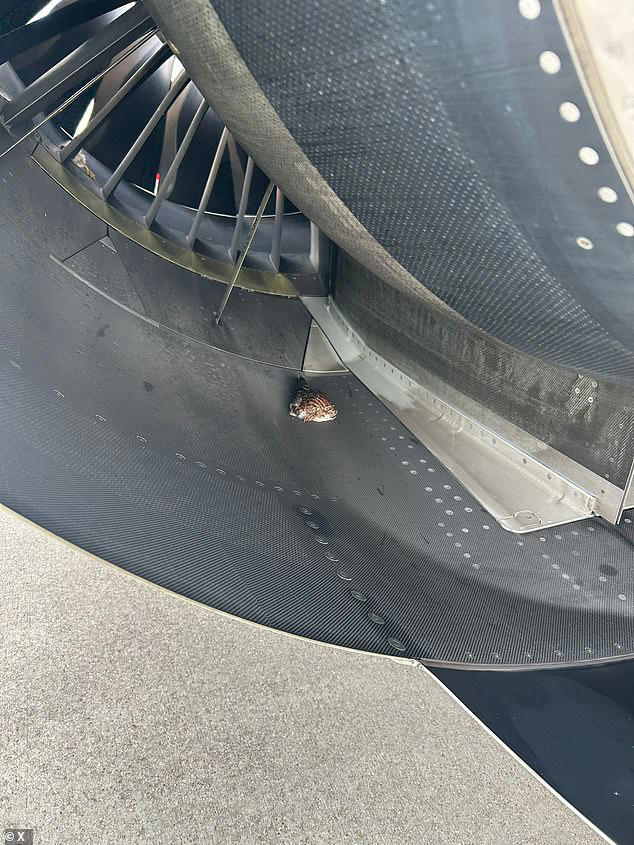 Terrifying pictures show huge damage to front of Airbus struck by bird ...