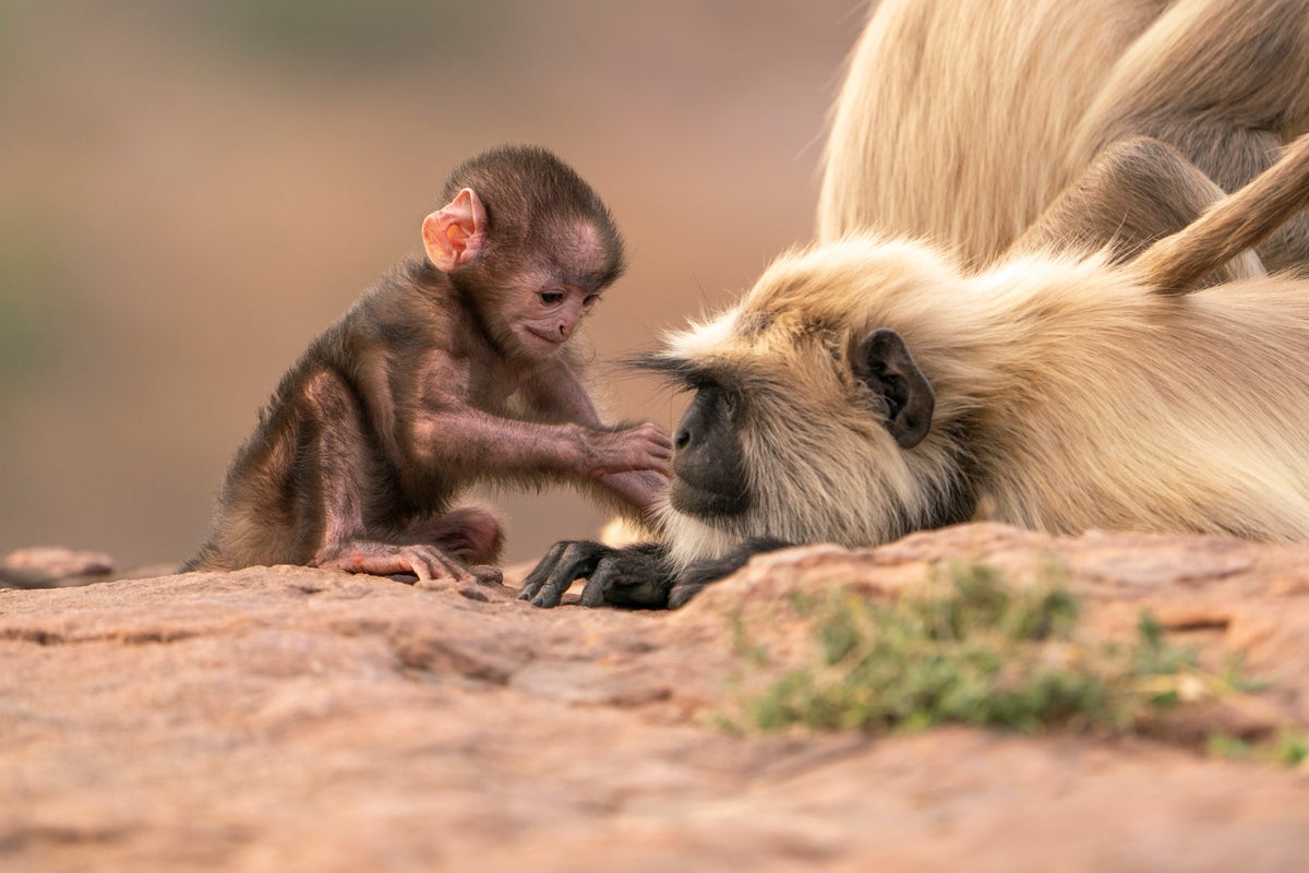 Parenthood: David Attenborough returns to unassumingly radicalise us ...