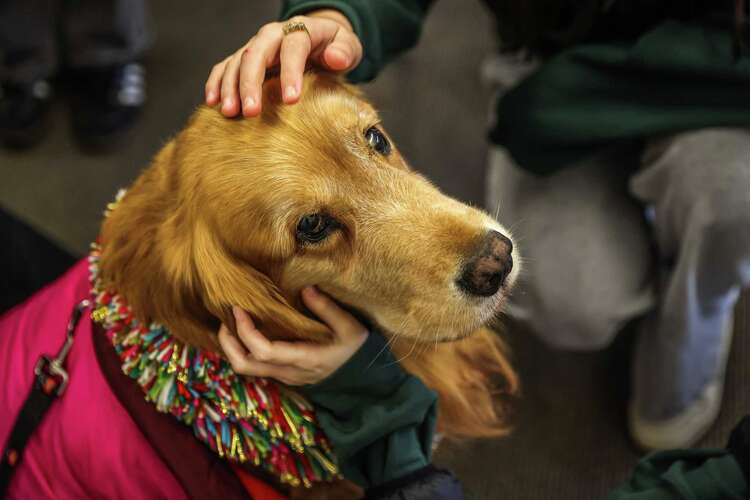A beloved Bay Area therapy dog comforted people for years. Now he also ...