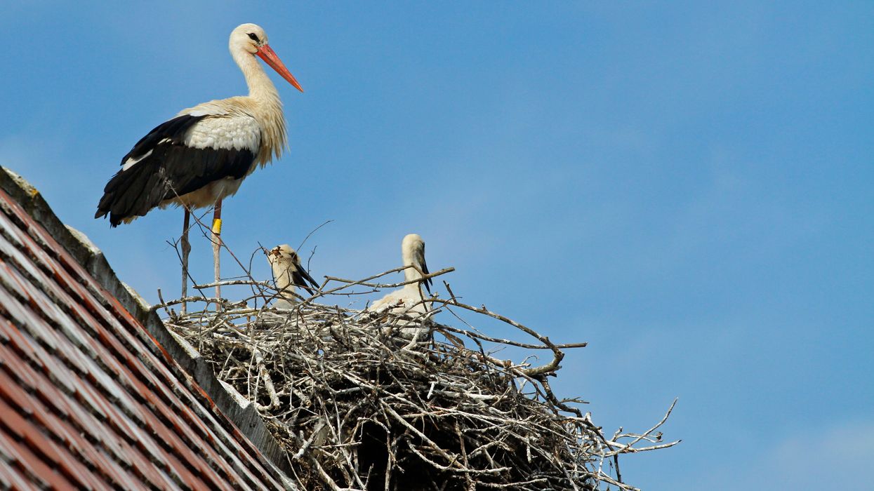 Could white storks return to London? Public’s views sought on ...