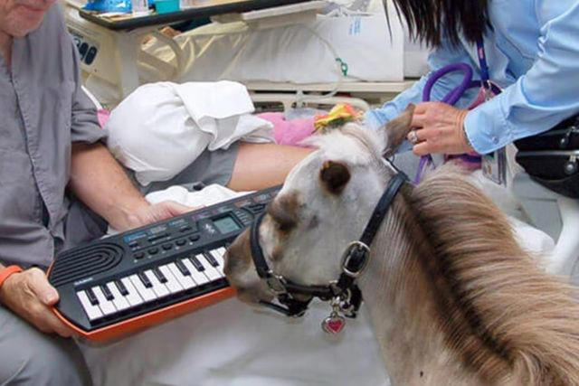Miniature Therapy Horses Trained to Play Keyboard in Hospitals for ...
