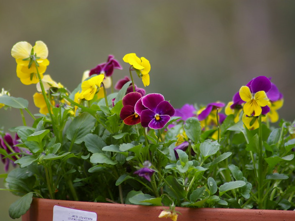 15 Blooms That Turn Vibrant as Temperatures Drop