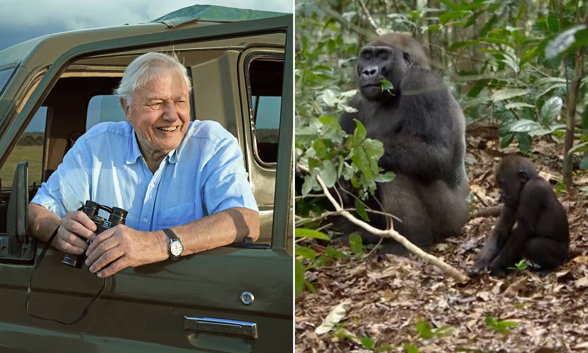 David Attenborough fans gush over 'stunning' new 'Parenthood' series