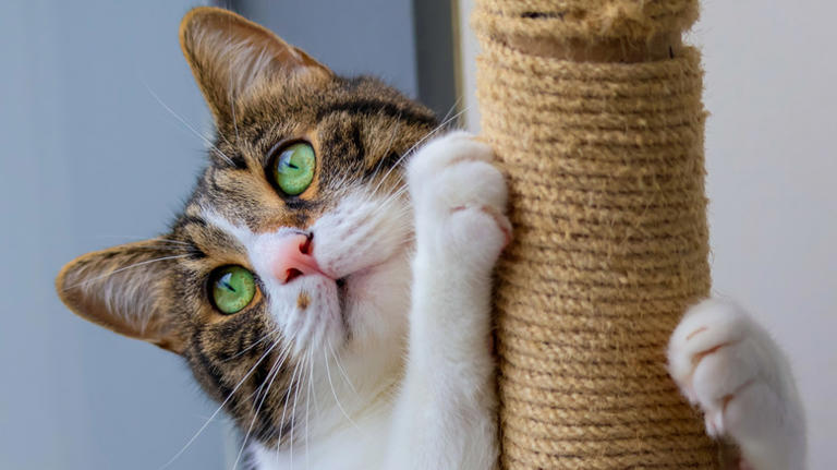 Turn Old Dresser Drawers Into A Cat Wonderland With This Fun DIY Project