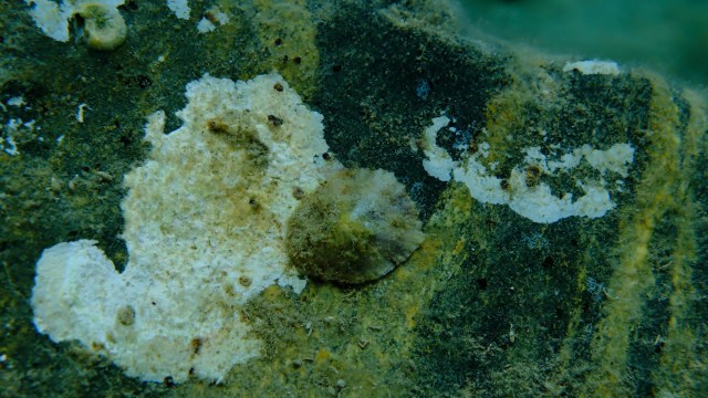 Scientists shocked as deep-sea expedition captures 'enigmatic ...