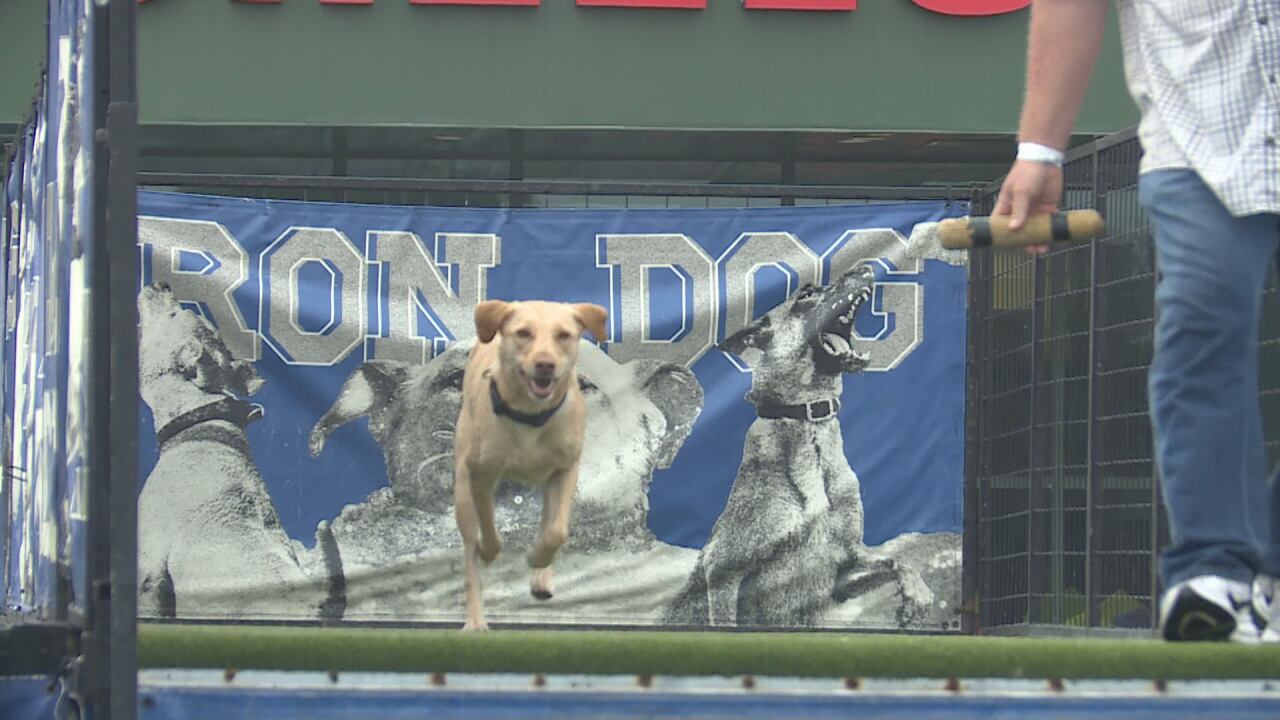 DockDogs compete at Scheels’ Back-to-School Splash