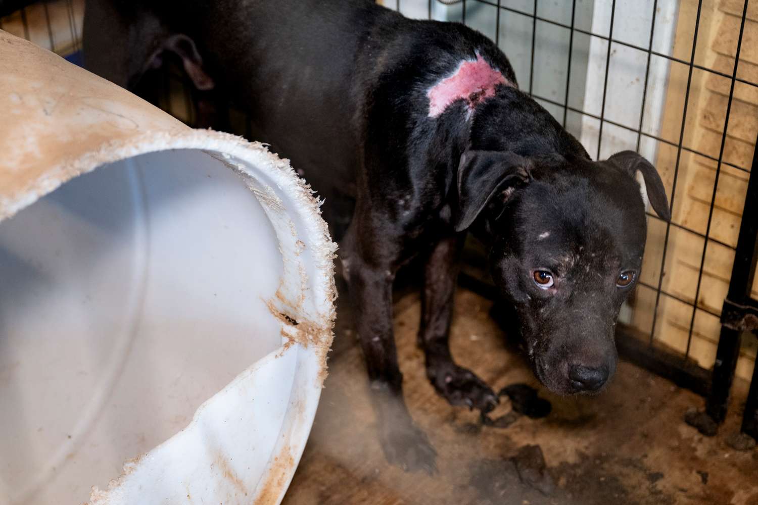 22 Dogs Rescued from Alleged Dogfighting Operations in Indiana amid 110 ...