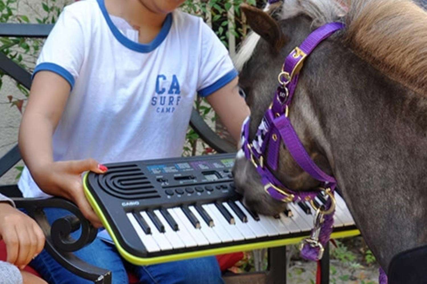 Miniature Therapy Horses Trained to Play Keyboard in Hospitals for ...