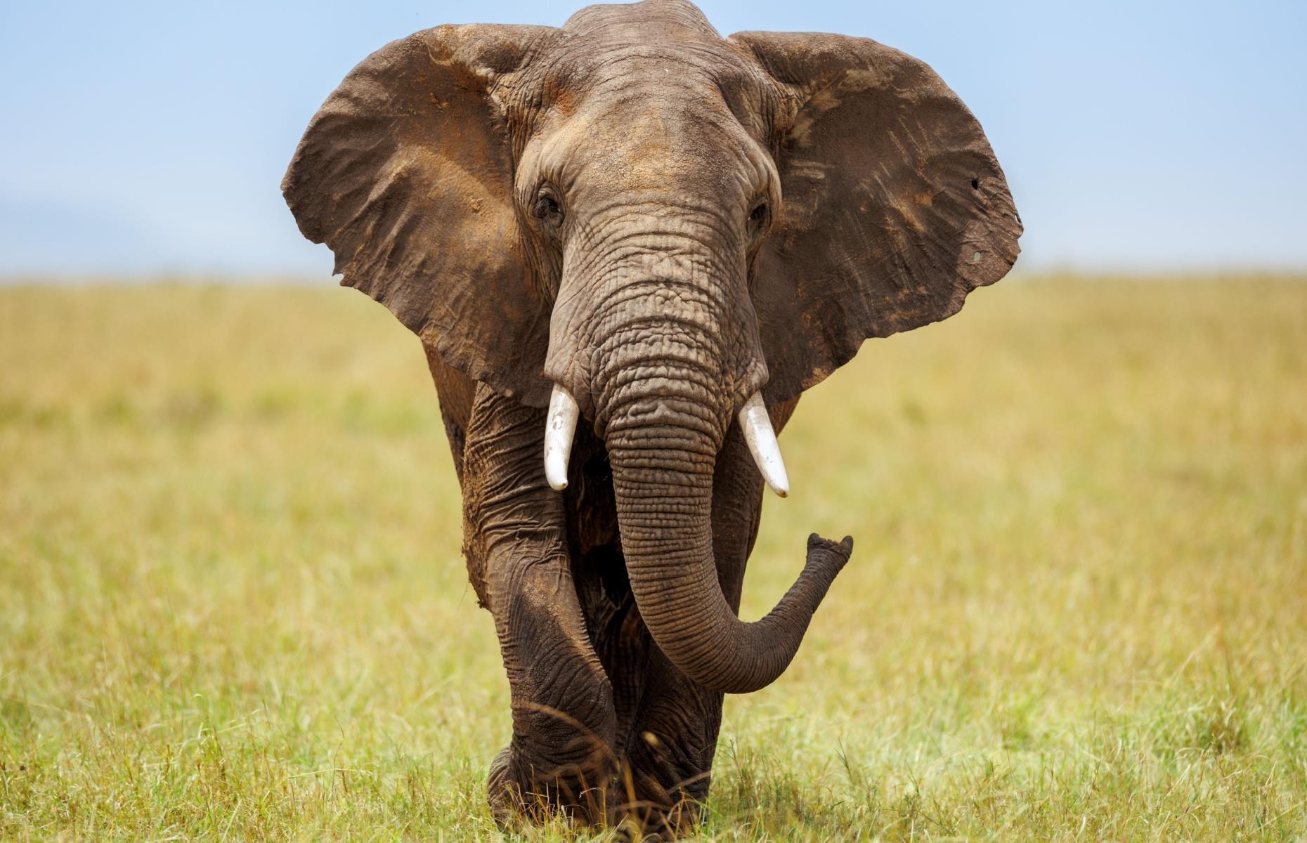 Revealed: the world's deadliest animals of all time