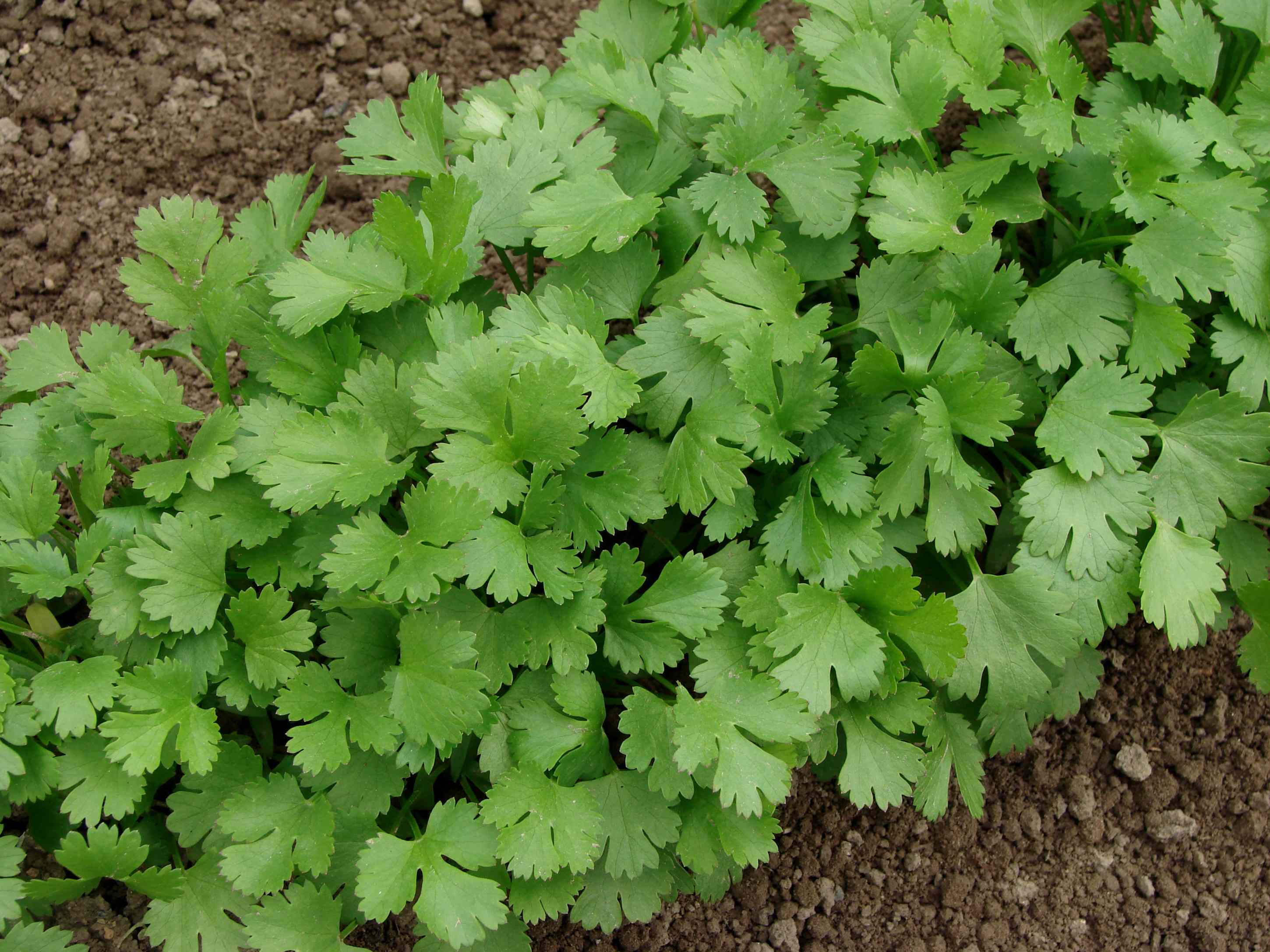 How Often To Water Cilantro If You Want Full, Flavorful Leaves